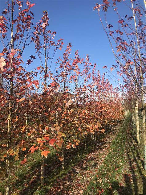 Acer Rubrum October Glory Red Maple Nangle And Niesen
