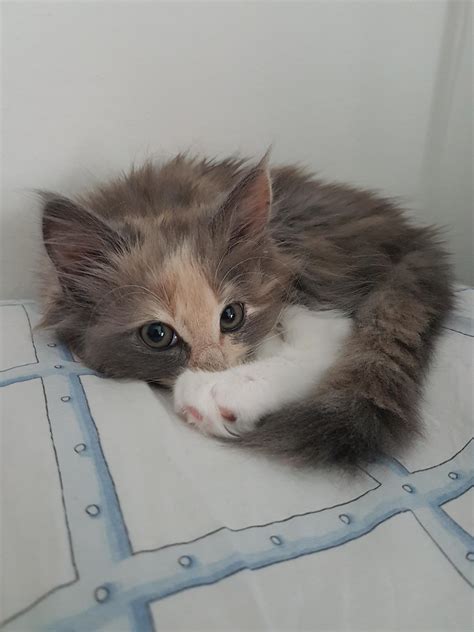 She Woke Me Up At 6 Just For Cuddles How Could I Resist Those Eyes