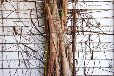 Tree Roots Damaging The Wall Stock Image Image Of Danger Branch