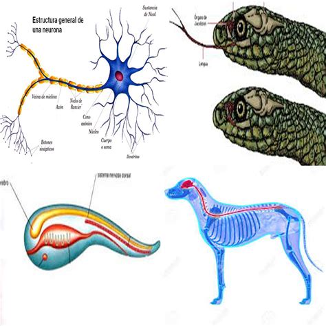 Biologia
