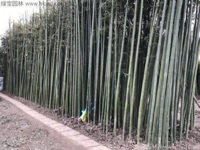 绿化竹苗 竹子 品种优质 南方北方绿化竹种类齐全 绿宝园林网