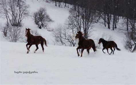 კურორტი ბაკურიანი Travel In Georgia