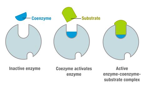 How Enzymes Work Diagram Enzymes Powerpoint And Notes