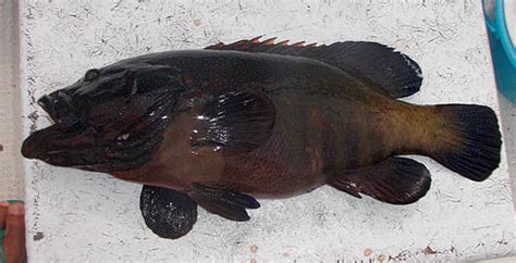 アオノメハタ 2011 08 02 WEB魚図鑑