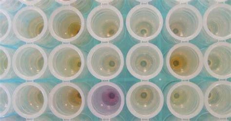 Pollen Dna Barcoding Assignment Point