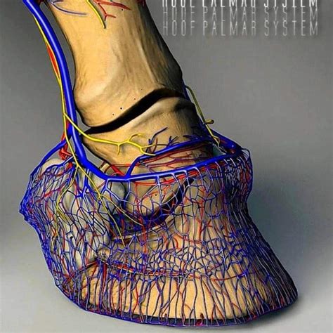 ცხენის ფლოქვის სისხლძარღვები