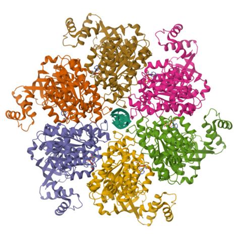 Rcsb Pdb 8e5l Escherichia Coli Rho Dependent Transcription Pre Termination Complex Containing