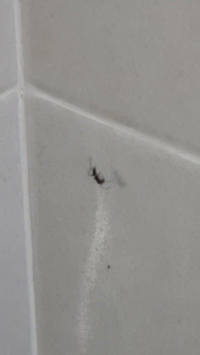 개미야 거미야 거미줄에 매달렸으니 거미 완전 개미처럼 생긴놈이 정말 신기합니다 Youtube