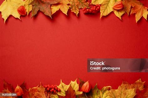 가을 프레임 빨간색 배경에 화려한 단풍 나무 잎 가을 가을 추수 감사절 배너 디자인 추수감사절에 대한 스톡 사진 및 기타 이미지 Istock