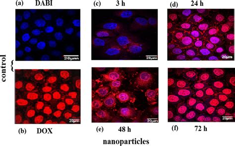 Fluorescent Microscopy Images Without External Magnet A Control Of