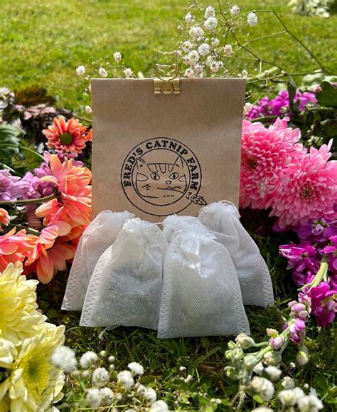 Catnip Tea Bags Organic Catnip