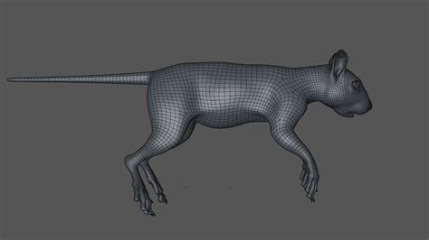 3d Red Squirrel Model Turbosquid 1224122