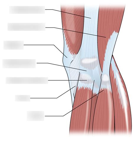 Lateral Knee Muscles Diagram Quizlet