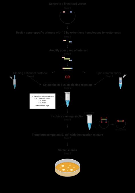 Overview Of The In Fusion Cloning Protocol Based On A Figure From The Download Scientific