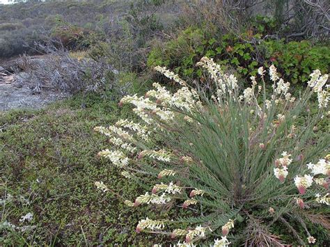 Stackhousia Alchetron The Free Social Encyclopedia