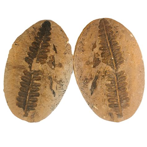 Fern Nodule Pair Fossil