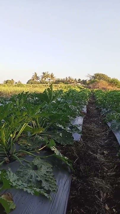 Zukuni Like 2023status Zukuni Youtube