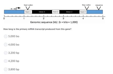 Start Codon Stop Codon Sequence 35 10 Exon 1 Intron