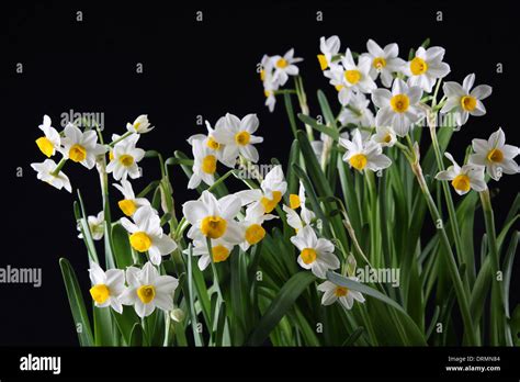 Wild Dafodils Free Wallpapers