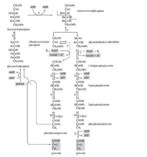 Glycolysis Pathway With Structures