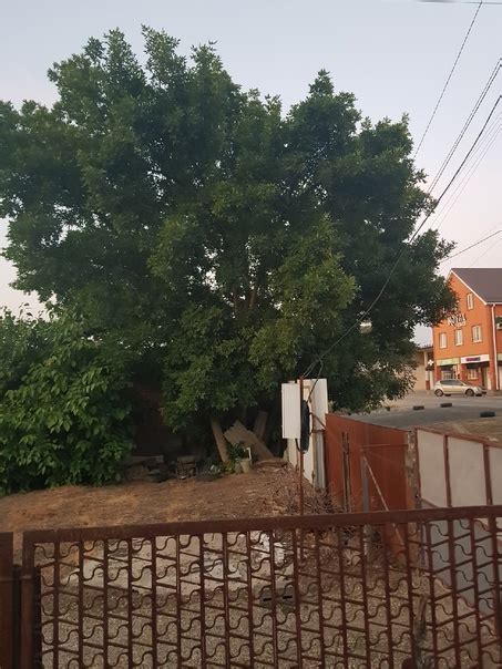 Добрый вечер Подскажите пожалуйста кто обрезает ветки над проводами электропередач У нас на