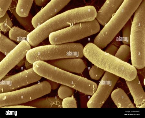 Bacillus Thuringiensis Bt Is Shown Here As Smooth Bacterial Cells