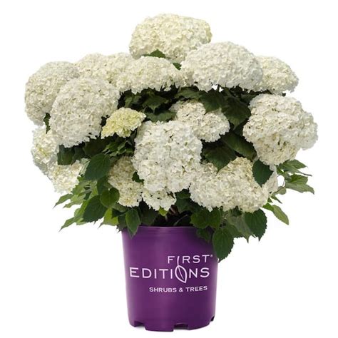 First Editions 2 Gal Flowerfull Hydrangea Shrub With White Blooms