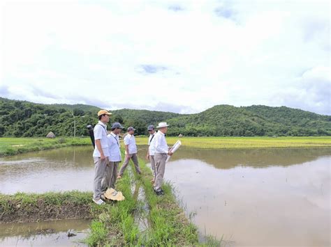မိုင်းပန်မြို့နယ်၌ ၂၀၂၄ ၂၀၂၅ ခုနှစ် မိုးသီးနှံစိုက်ပျိုးထားရှိမှုအခြေအနေအား ကွင်းဆင်းစစ်ဆေး