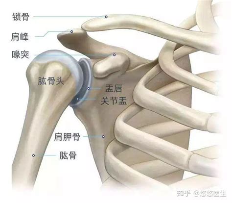 肩带（解剖学）由什么组成 知乎