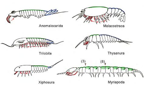 Arthropod Body Segments