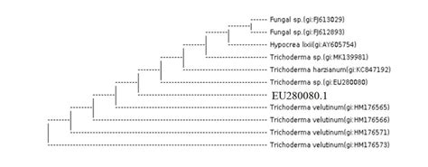 Trichoderma Isolate A 3 31 T Analysis Of 18s Rdna Of The T