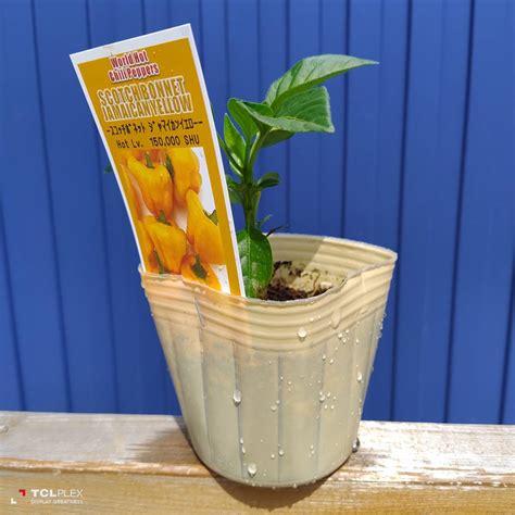 新品スコッチボネット ジャマイカンイエロー 150000スコヴィル SCOTCH BONNET 世界のトウガラシ 唐辛子 チリ ペッパー