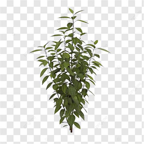 검은 배경에 여러 줄기와 생생한 잎이있는 무성한 녹색 식물 공장 초록 나뭇잎 Png 일러스트 및 이미지 에 대한 무료