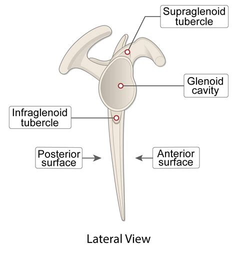 Infraglenoid Tubercle Of Scapula