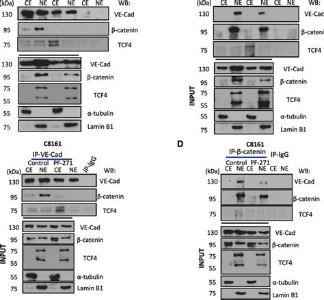 Ve Cadherinβ Catenin Forms A Complex In Fak Dependent Manner To