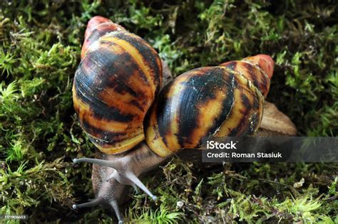 Dua Siput Di Rumput Siput Akhatin Foto Stok Unduh Gambar Sekarang Ahli Kecantikan Alam