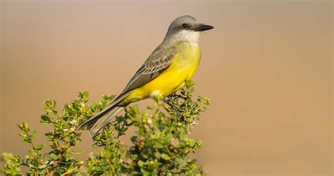 Tropical Kingbird Identification All About Birds Cornell Lab Of Ornithology