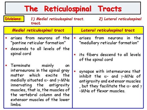 Physiology Of Motor Tracts By Dr Salah Elmalik