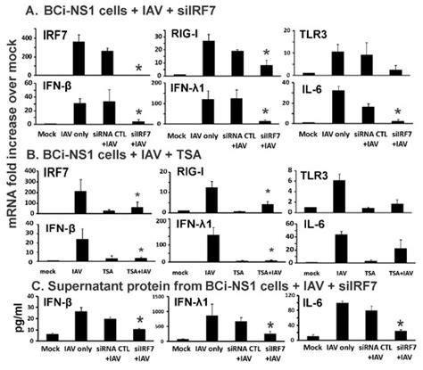 Irf7 Is Required For The Second Phase Interferon Induction During Influenza Virus Infection In