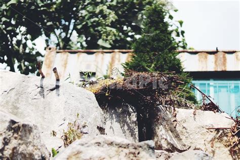 자연 돌 나뭇가지 감성 고화질 사진이미지일러스트캘리그라피 Ndydwksos246작가