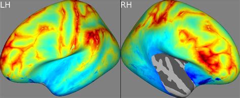 Missing Data In Fsaverage Surface Output Of Fmriprep Neurostars