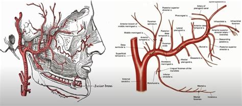 Anatomía De La Arteria Maxilar