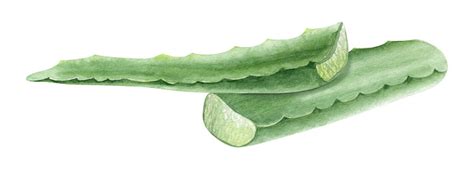 알로에 베라 식물 육즙이 많은 즙이 많은 알로에의 잎 손으로 그린 수채화 그림 흰색 배경에 격리되어 있습니다 화장품 포장용 포장지 엽서 0명에 대한 스톡 벡터 아트 및 기타