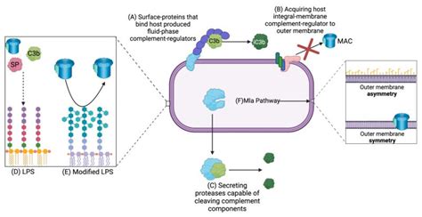 Pathogens Mdpi On Linkedin Complement Bacteria Antibacterial Antibioticresistance