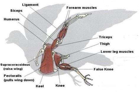 Bird Wing Muscles