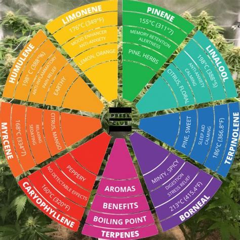 Boiling Points Of Common Terpenes In Cannabis The Press Club