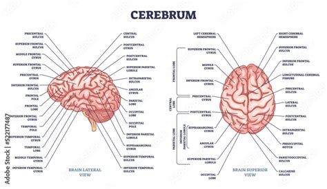 Diagram The Basic Circuit Of The Cerebellum Labeled Brain An