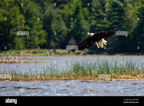 Bald Eagle Haliaeetus Leucocephalus Flying Over The Rainbow Flowage