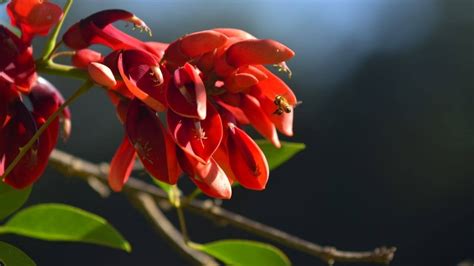 Descubrí Por Qué El Ceibo Es La Flor Nacional El Colectivo