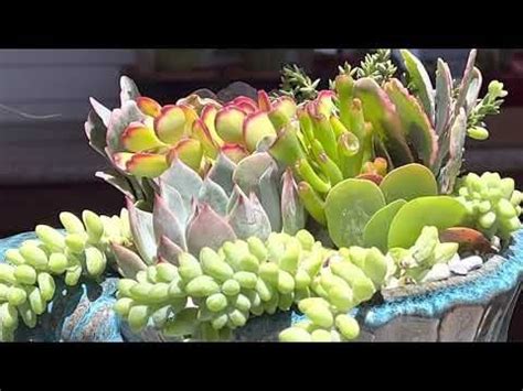 Tropical And Fun Designs For Displaying Succulents Fish Snail